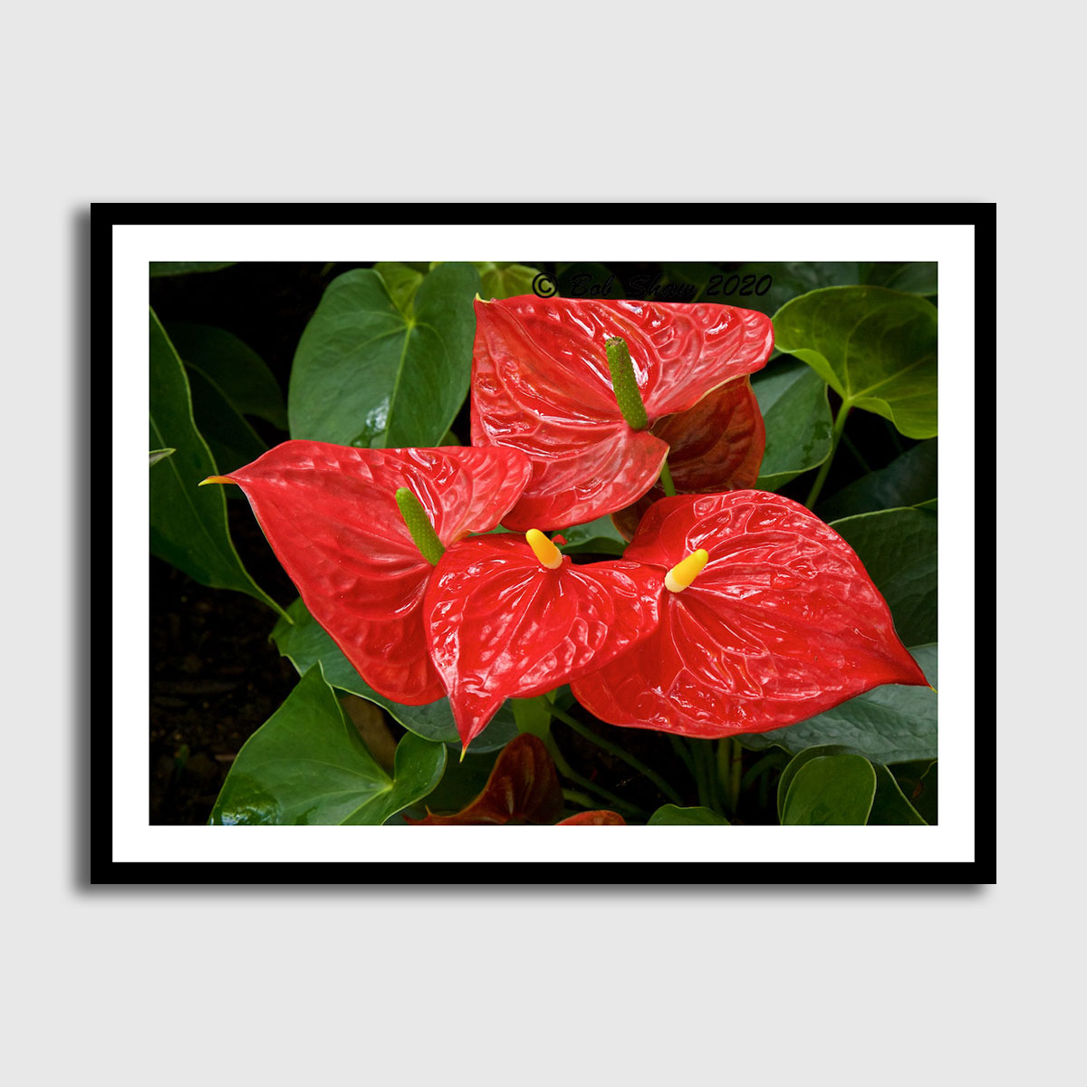 Aspiration Images Anthurium Aspiration Images Anthurium
